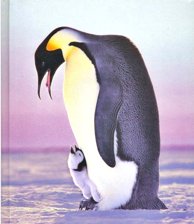 Pingvin Skrivebok 13,7x16xm - Skatollet.no